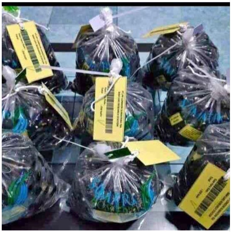 Jual Bibit unggul kecambah sawit DXP LONSUM | Shopee Indonesia