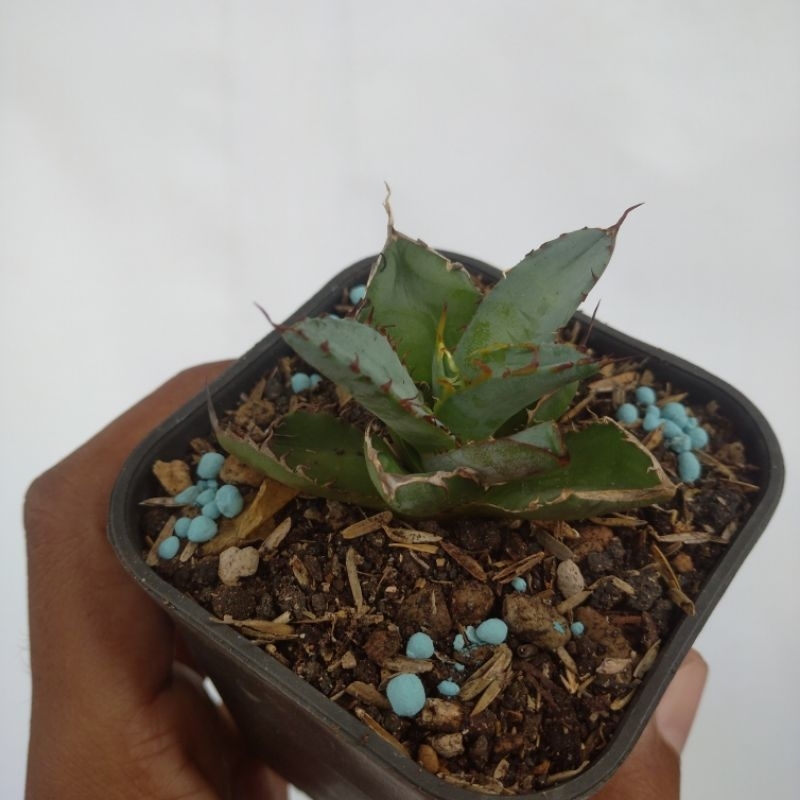 Jual agave titanota white ice (small) | Shopee Indonesia