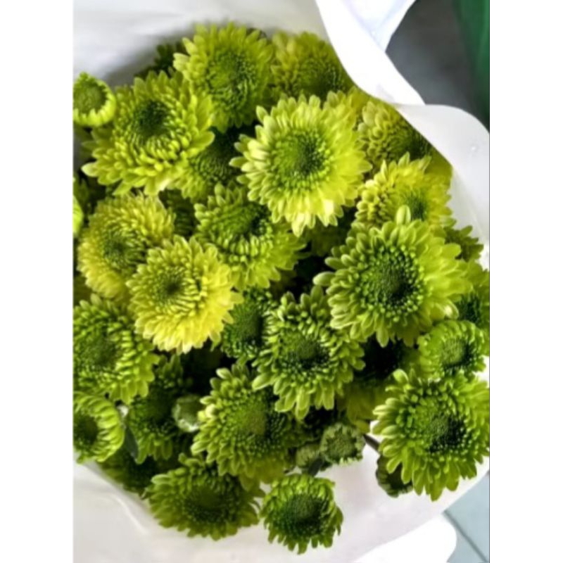Jual Bunga Potong Aster Warna Hijau Fresh 10 Tangkai | Shopee Indonesia