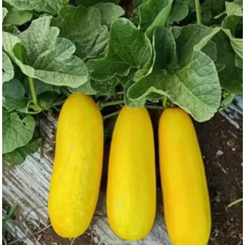 Jual 15 BENIH TIMUN SURI UNGGUL | Shopee Indonesia