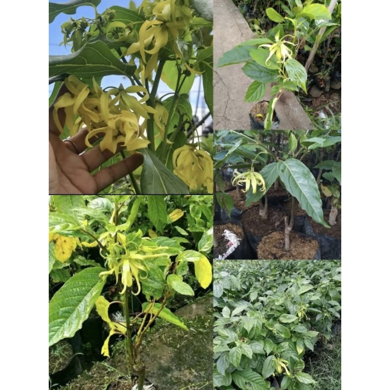Jual (BELI 1 GRATIS 1 )POHON BUNGA KENANGA KONDISI BERBUNGA | Shopee ...