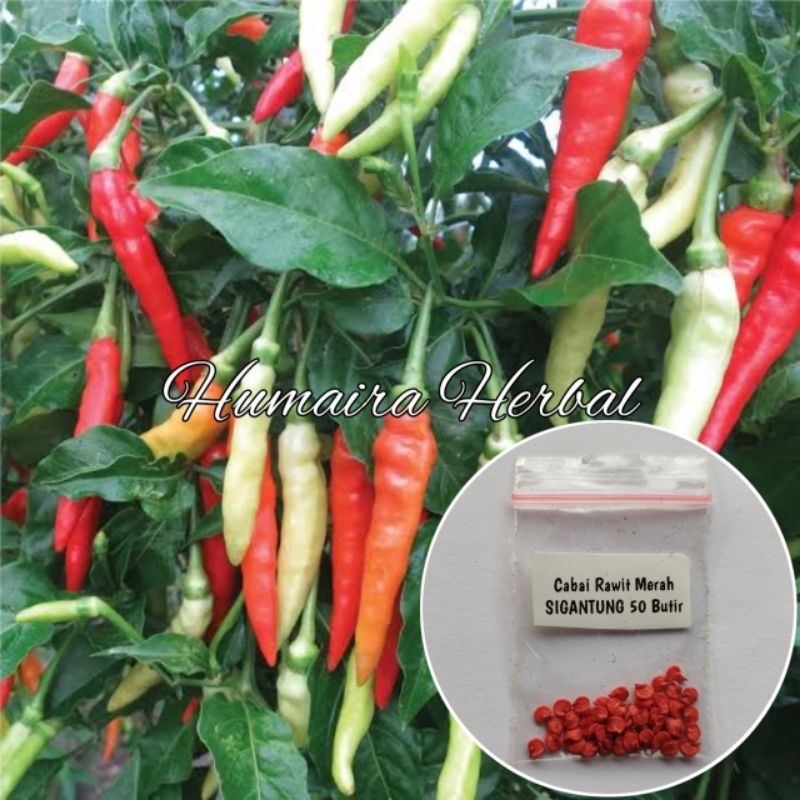 Jual 50 Butir Benih Cabai Rawit Merah Super SIGANTUNG | Shopee Indonesia