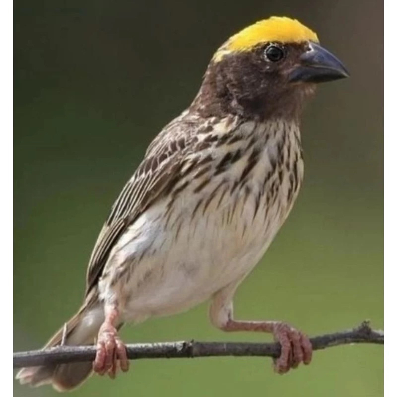 Jual burung manyar kepala emas pilihan | Shopee Indonesia