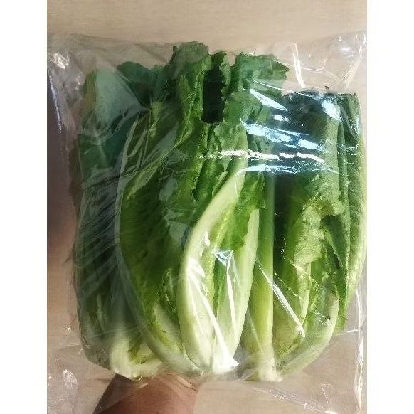 Jual selada romaine / romaine lettuce | Shopee Indonesia