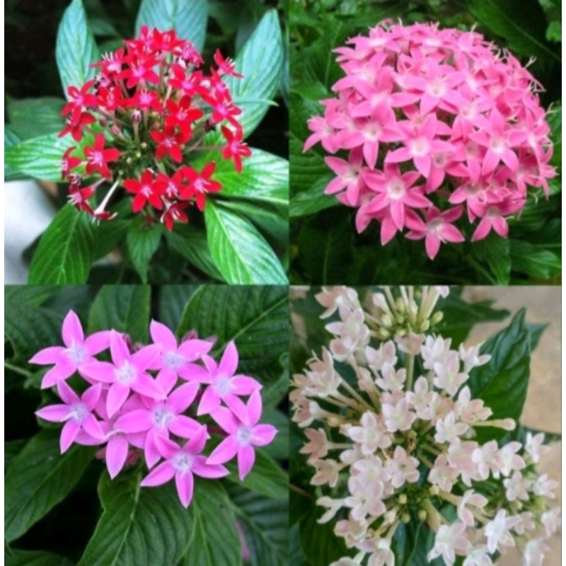 Jual Tanaman Hias Bunga Pentas tanaman susah berbunga | Shopee Indonesia Jual Tanaman Hias Bunga Pentas tanaman susah berbunga | Shopee Indonesia