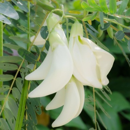 Jual Benih Sayur BUNGA TURI PUTIH - Kembang Turi Edible Flower Termurah ...