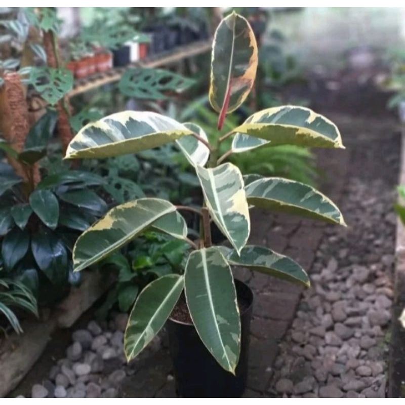 Jual Tanaman Ficus karet kebo varigata Dan Merah | Shopee Indonesia