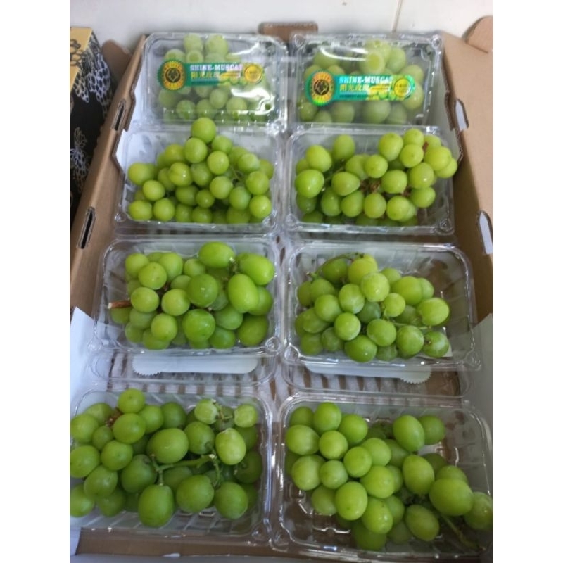 Jual Anggur muscat | Shopee Indonesia