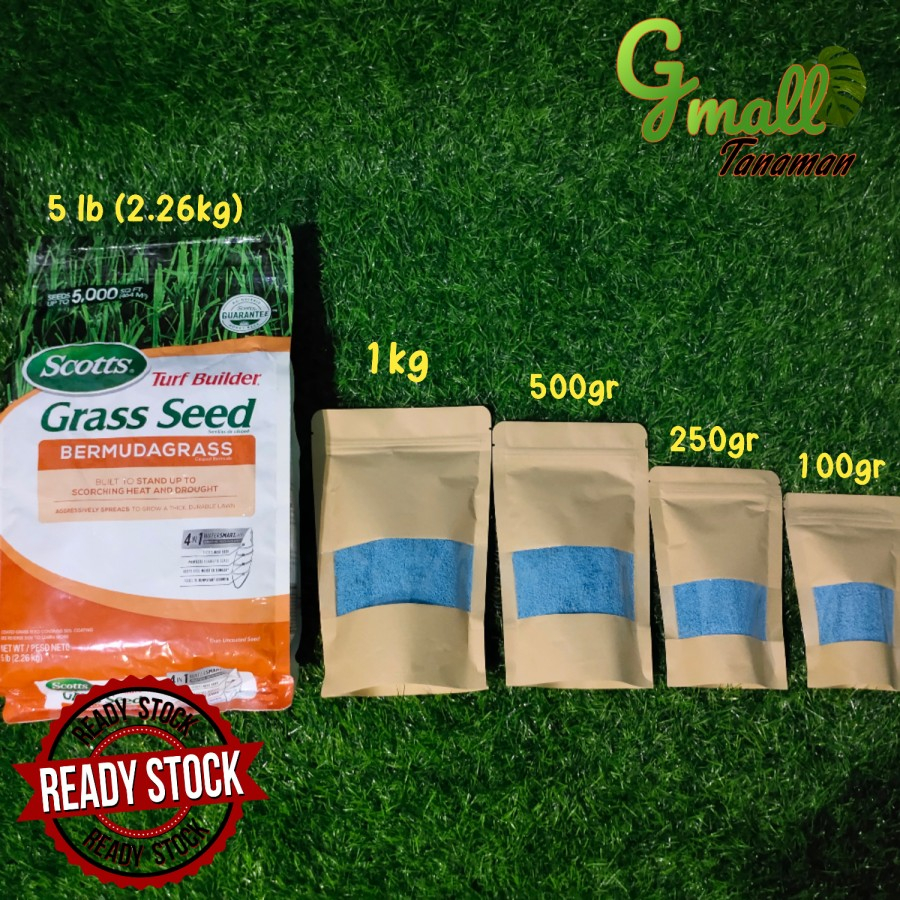 Jual Benih rumput bermuda grass 1kg /biji rumput scotts grass seed ...