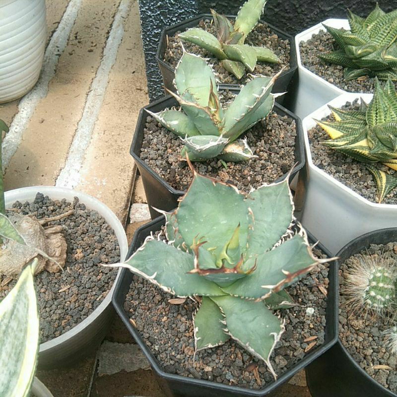 Jual agave titanota | Shopee Indonesia