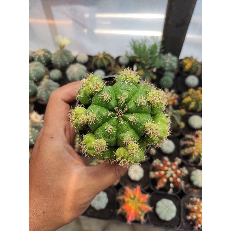 Jual KAKTUS MINI GYMNOCALYCIUM DAMSII | Shopee Indonesia