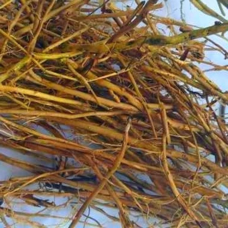 Jual AKAR BAMBU SEGAR 500GR (AKAR KASAR) | Shopee Indonesia