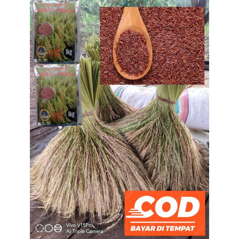 Jual benih padi beras merah 1kg | Shopee Indonesia