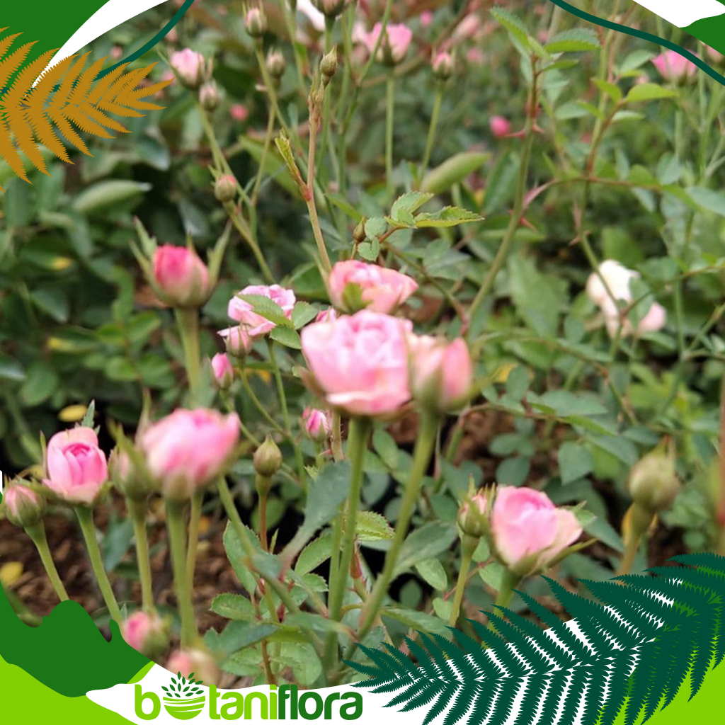 Jual Bunga Mawar Baby Rose | Bunga Mawar Mini | Baby Rose | Tanaman ... Jual Bunga Mawar Baby Rose | Bunga Mawar Mini | Baby Rose | Tanaman ...
