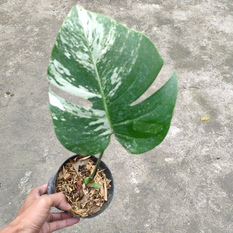 Jual monstera varigata | Shopee Indonesia