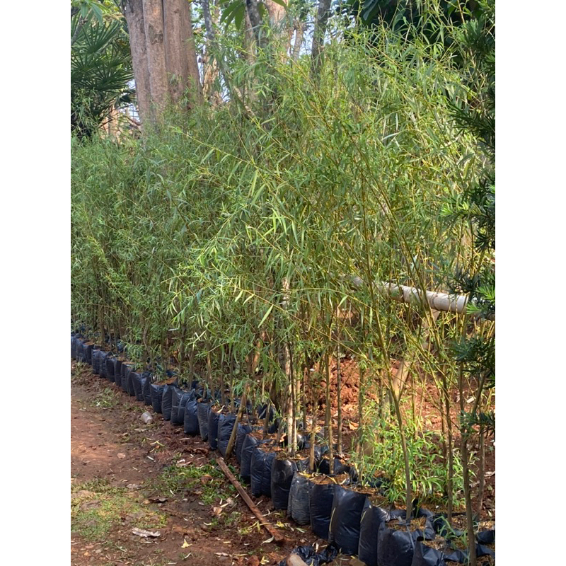 Jual tanaman liang liu / janda merana // tanaman menjuntai salix ...