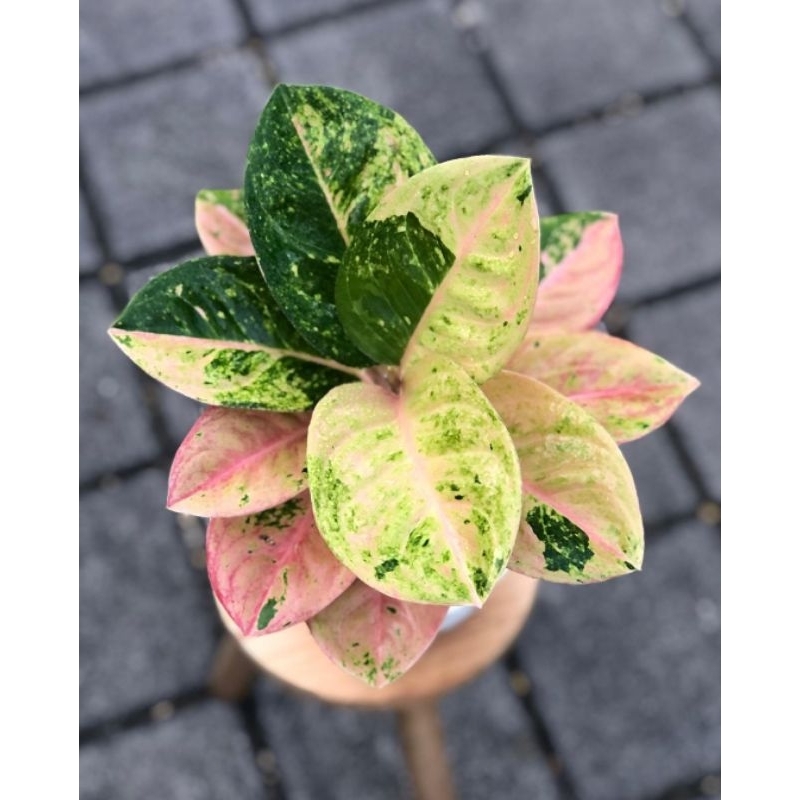Jual Tanaman hias - Aglonema Emerald Mutasi | Shopee Indonesia Jual Tanaman hias - Aglonema Emerald Mutasi | Shopee Indonesia