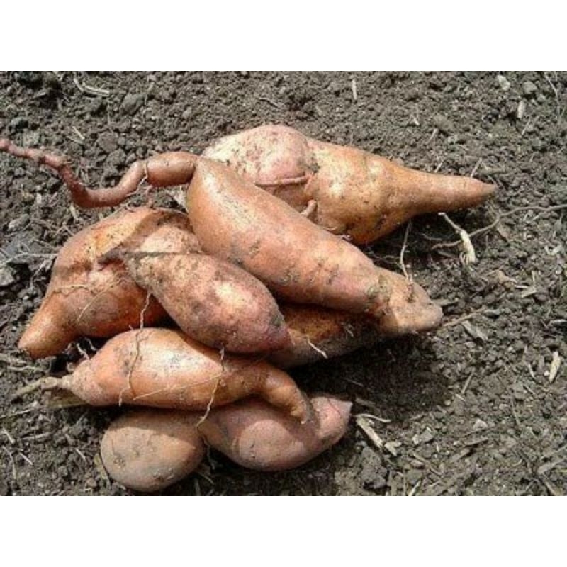 Jual UBI MADU(SWEET ORANGE POTATO)5kg | Shopee Indonesia