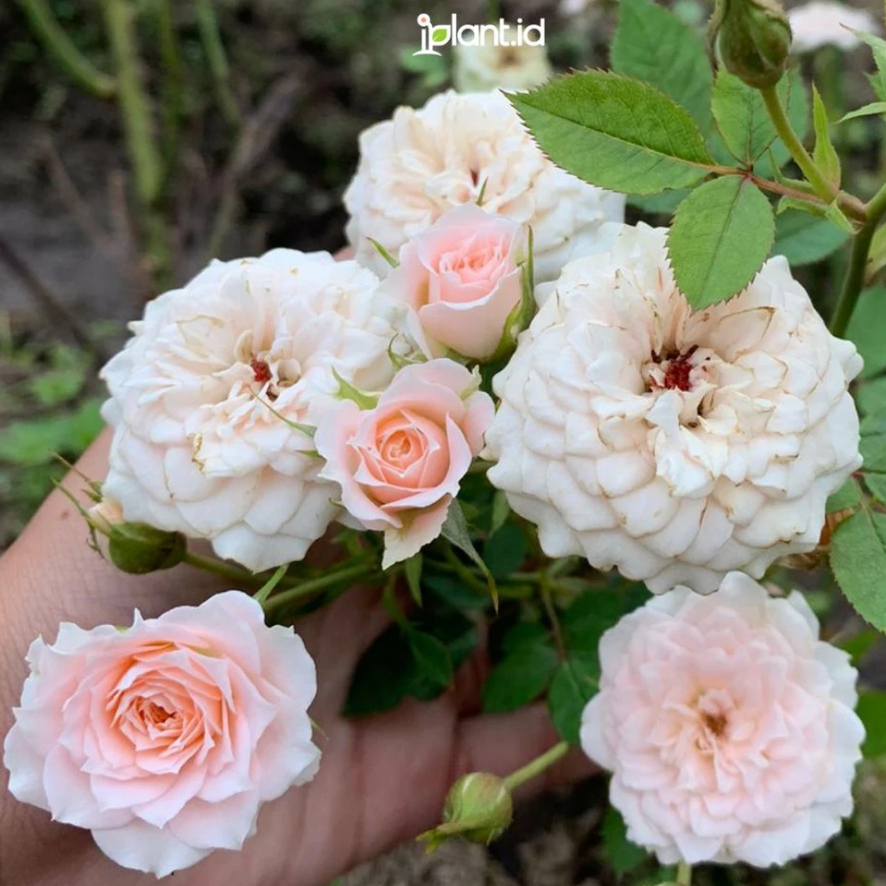 Jual Mawar Impor White Minion | Shopee Indonesia