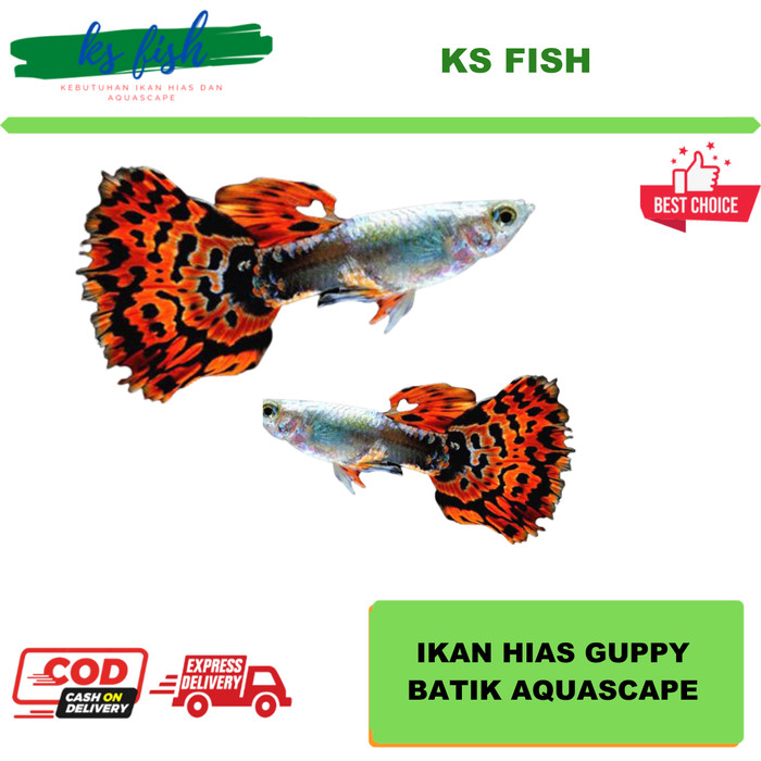 Jual Ikan Guppy Hias Aquascape Air Tawar Aquarium Dragon | Shopee Indonesia