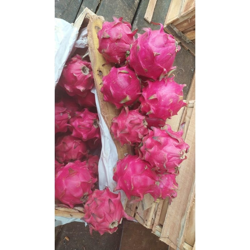 Jual buah naga merah lokal/KG | Shopee Indonesia