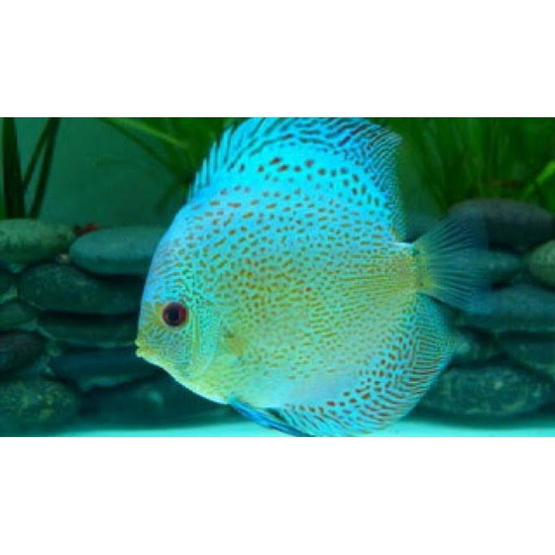 Jual ikan discus Bluesakurra 1,5cm - 2cm | Shopee Indonesia