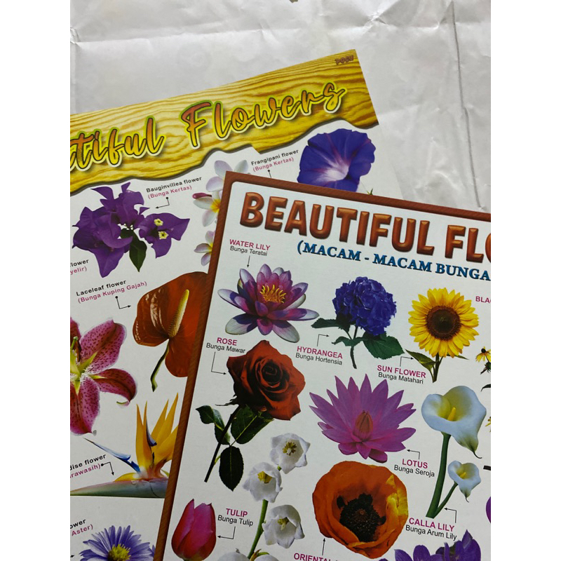 Jual Poster Edukasi Anak Gambar Bunga Indah Berwarna | Shopee Indonesia