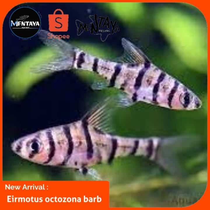 Jual Eirmotus octozona - Borneo Barb | Shopee Indonesia