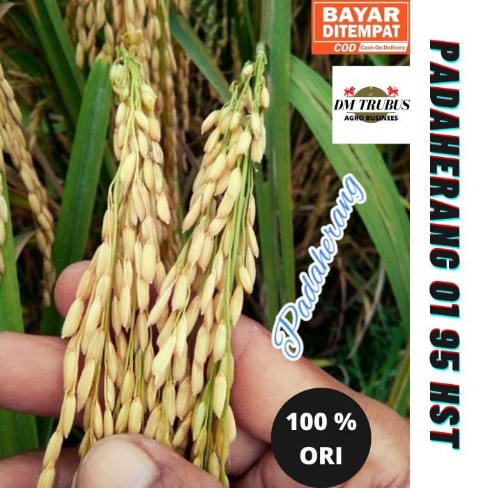 Jual BENIH PADI PADAHERANG 01 5 KG PERSILANGAN ANTARA LOGAWA + SERTANI ...