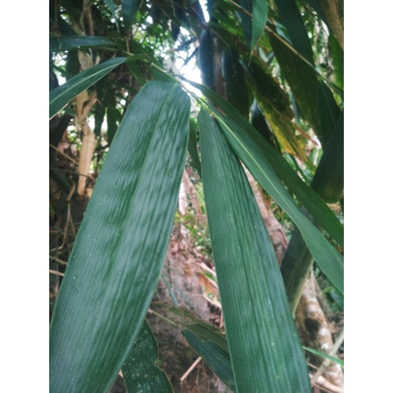 Jual 100 lembar daun bambu segar/bungkus bakcang/bacang/daun segar ...