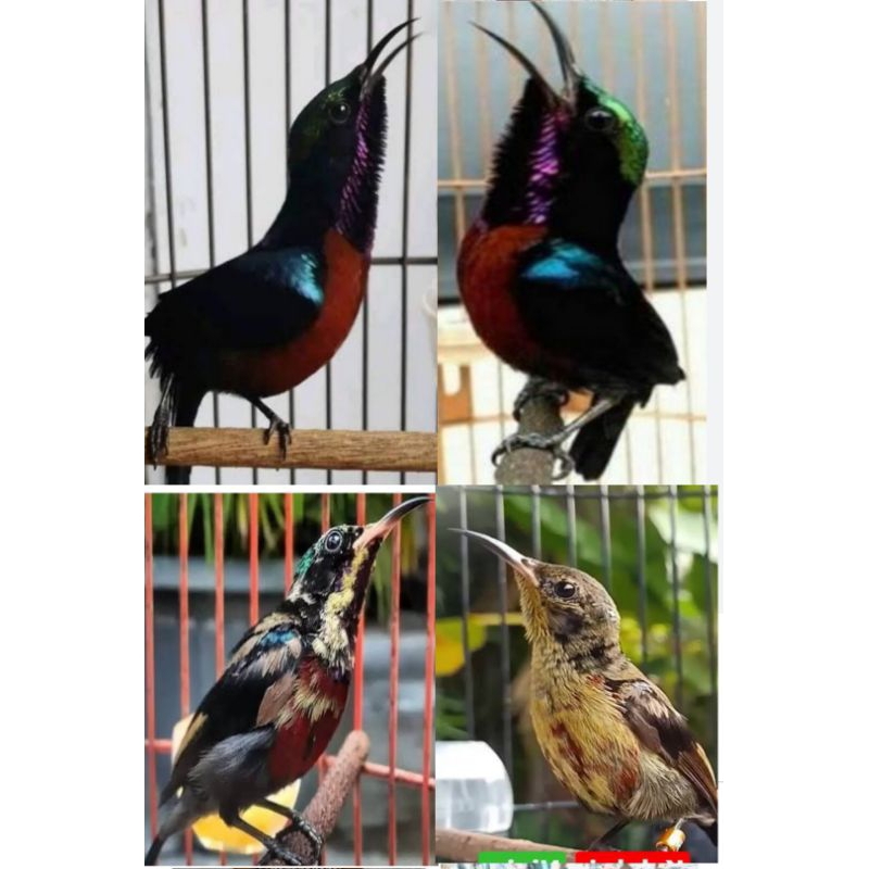 Jual KOLIBRI NINJA IJOAN , METALIK & TROTOL PILIHAN SUPER GEMUK ...