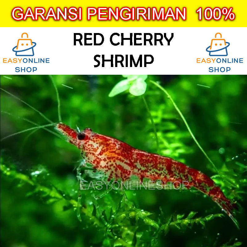 Jual Udang Hias Red Cherry Aquascape / Red Cherry Shrimp Aquascape RCS ...