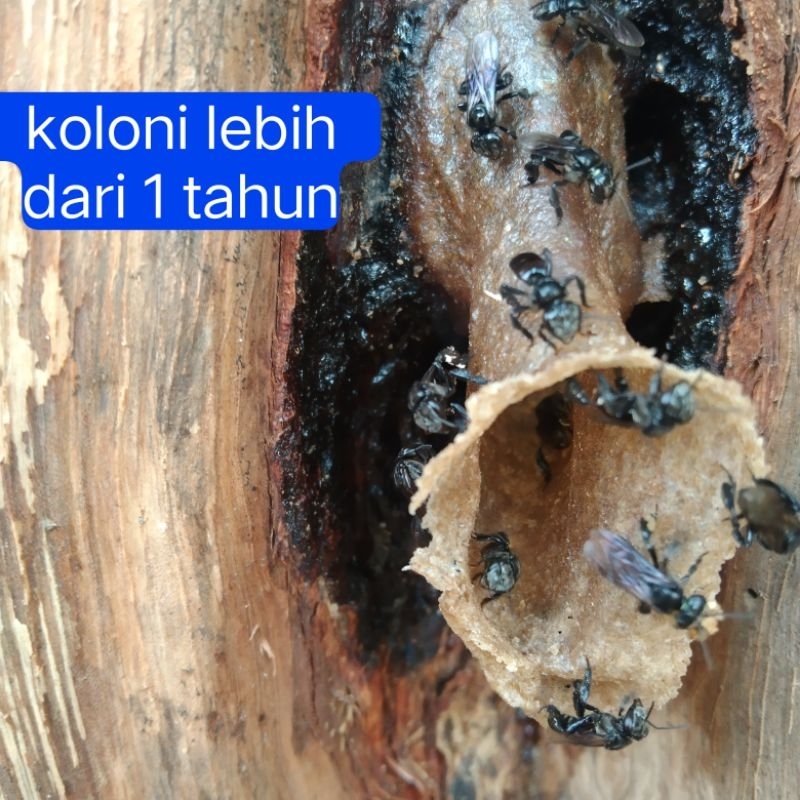 Jual koloni lebah madu trigona itama log ori | Shopee Indonesia