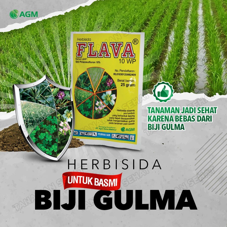 Jual FLAVA 10 WP (25 Gram) - MENGENDALIKAN GULMA PADI SAWAH | Shopee ...