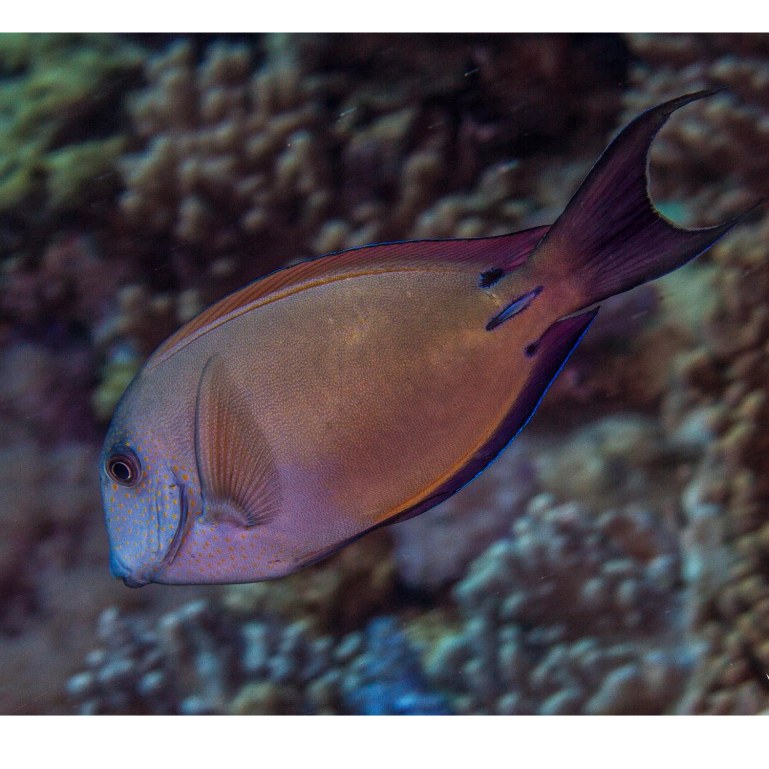 Jual Ikan Botana Lavender / Lavender Tang / Air Laut / Tankmate Nemo ...