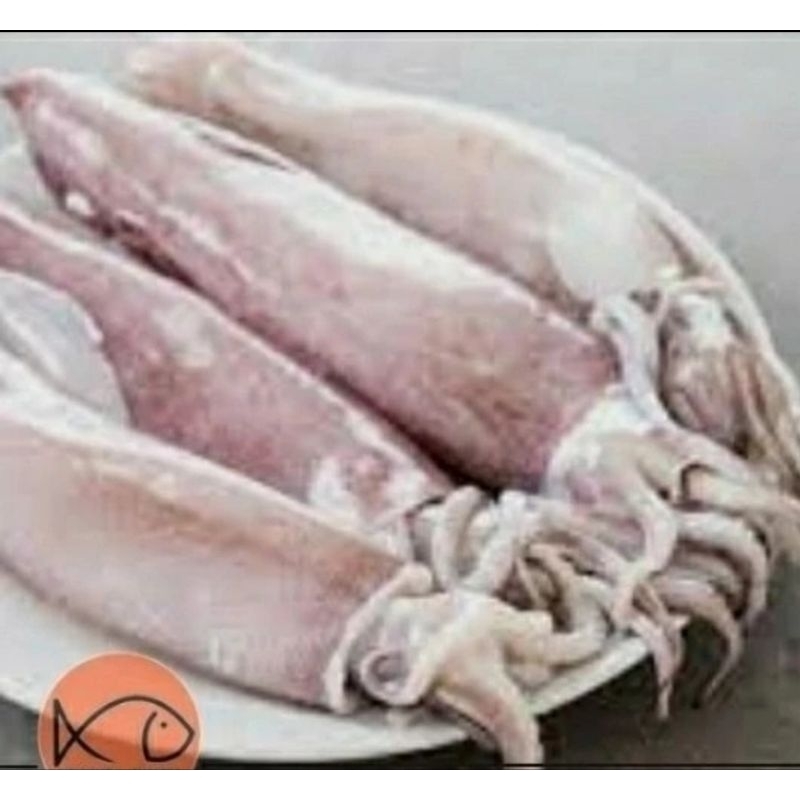 Jual CUMI SEGAR size besar 500gr | Shopee Indonesia