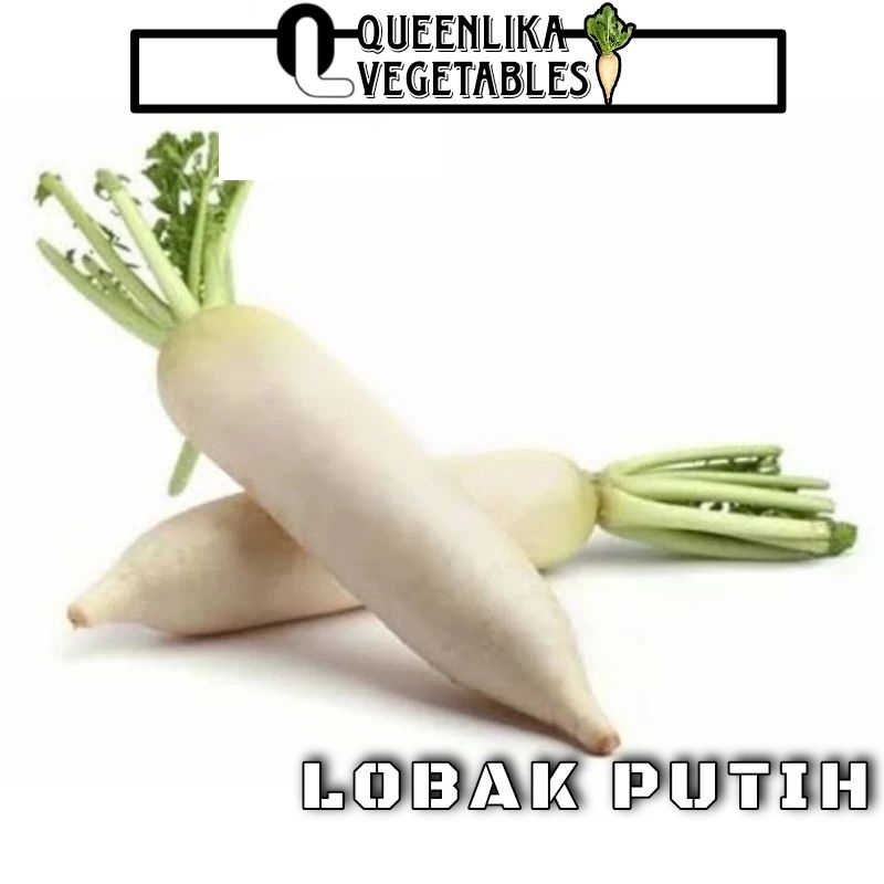 Jual lobak putih segar 1 kg fresh market | Shopee Indonesia