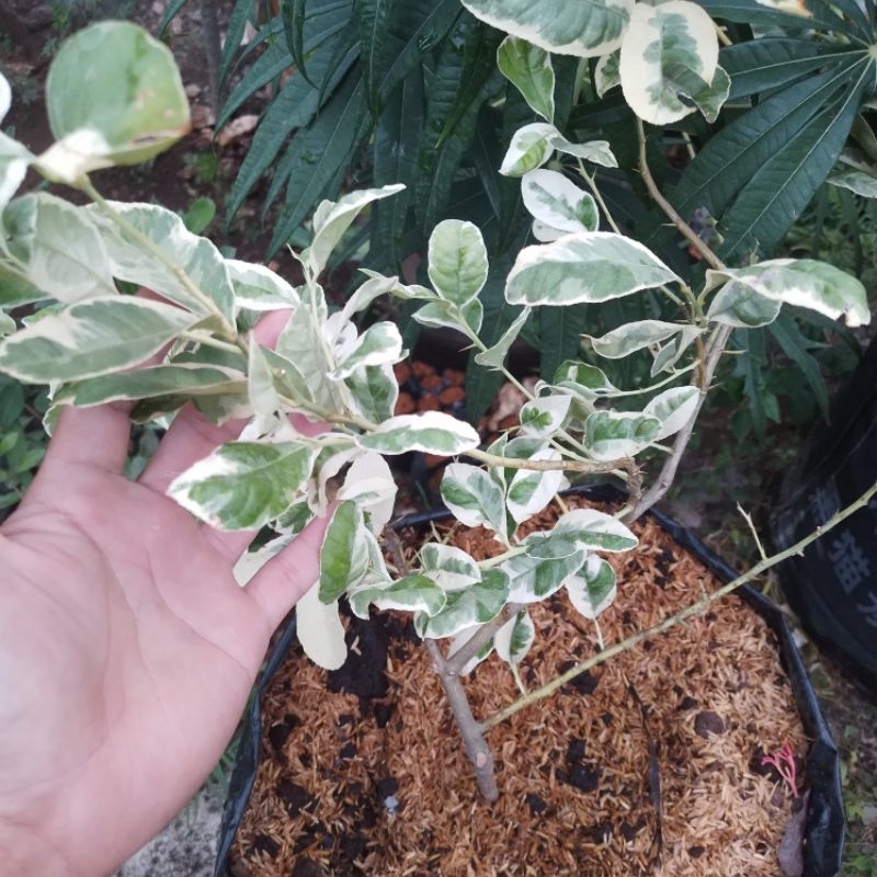 Jual Bibit jeruk lemon varigata | Shopee Indonesia