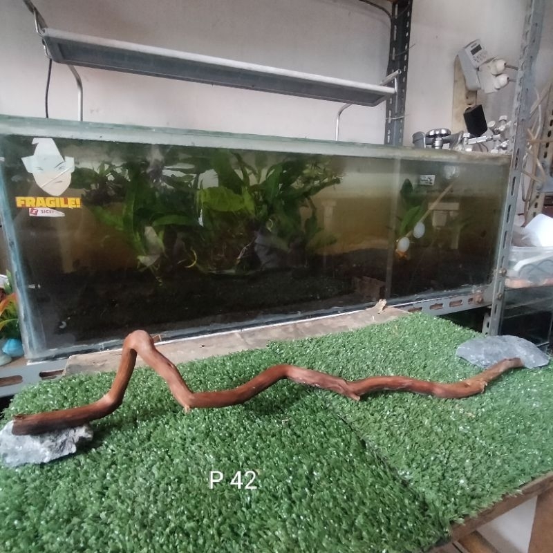 Jual Akar santigi laut kayu santigi hiasan aquascape aquarium 36 ...