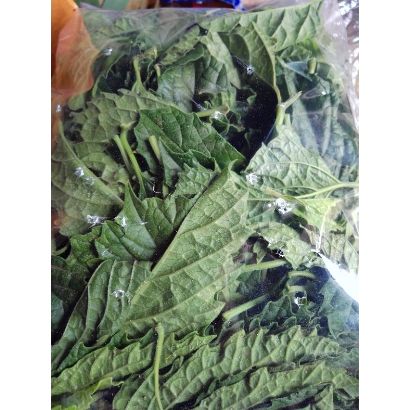 Jual DAUN KEJI BELING SEGAR 250 GRAM / DAUN PECAH BELING | Shopee Indonesia