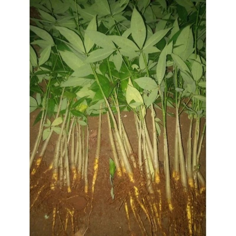 Jual TERLARIS!! TANAMAN HIAS PACIRA KEPANG 4 / pohon kepang pacira ...