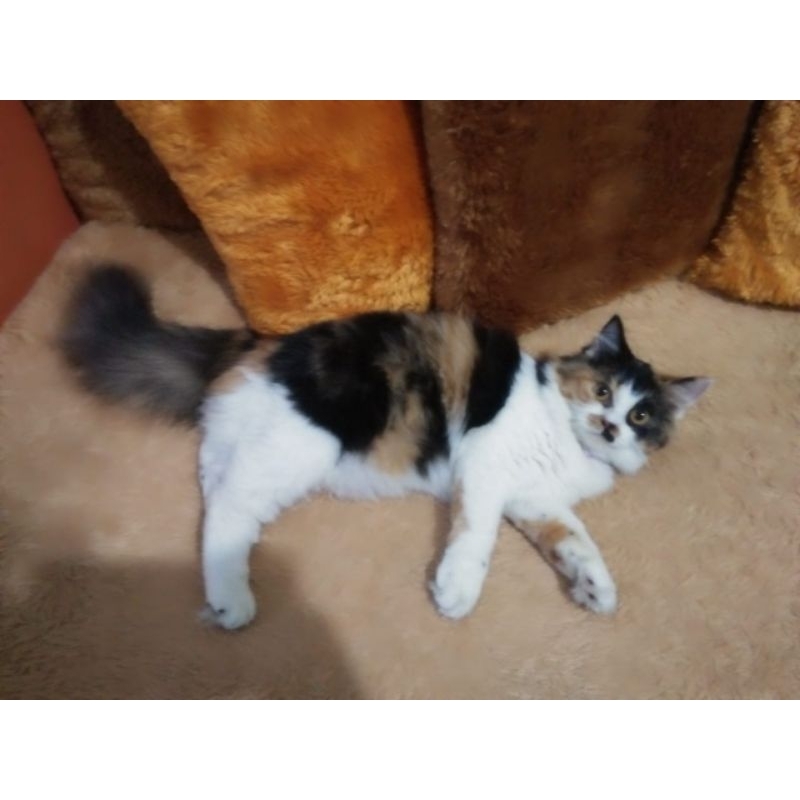 Jual kucing kaliko gemuk pokonya gemoy dan sehat | Shopee Indonesia