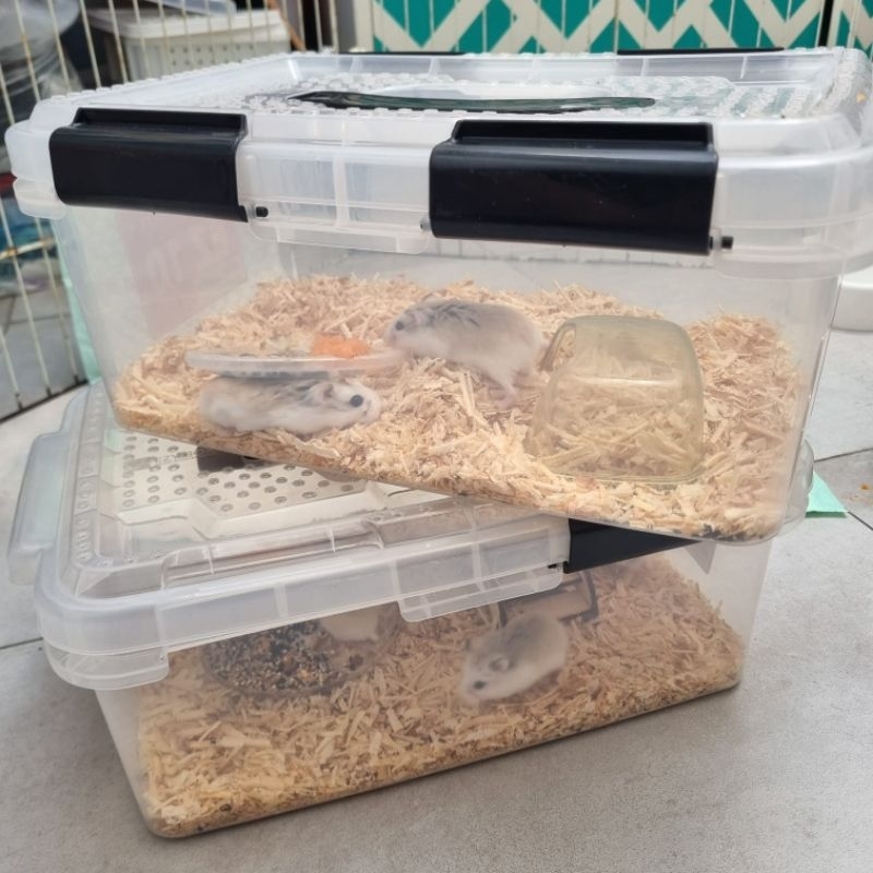 Jual Kandang Hamster dan Reptil Container Bening | Shopee Indonesia