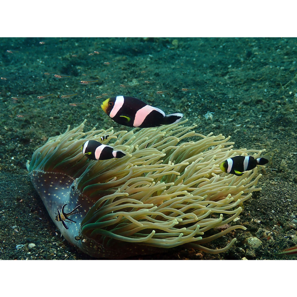 Jual Ikan Giro Negro ( Nemo Hitam ) / Saddleback Clownfish / Air Laut ...