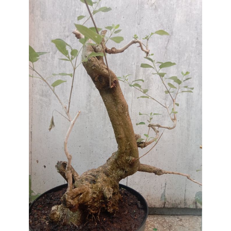 Jual bonsai legundi enjoy | Shopee Indonesia