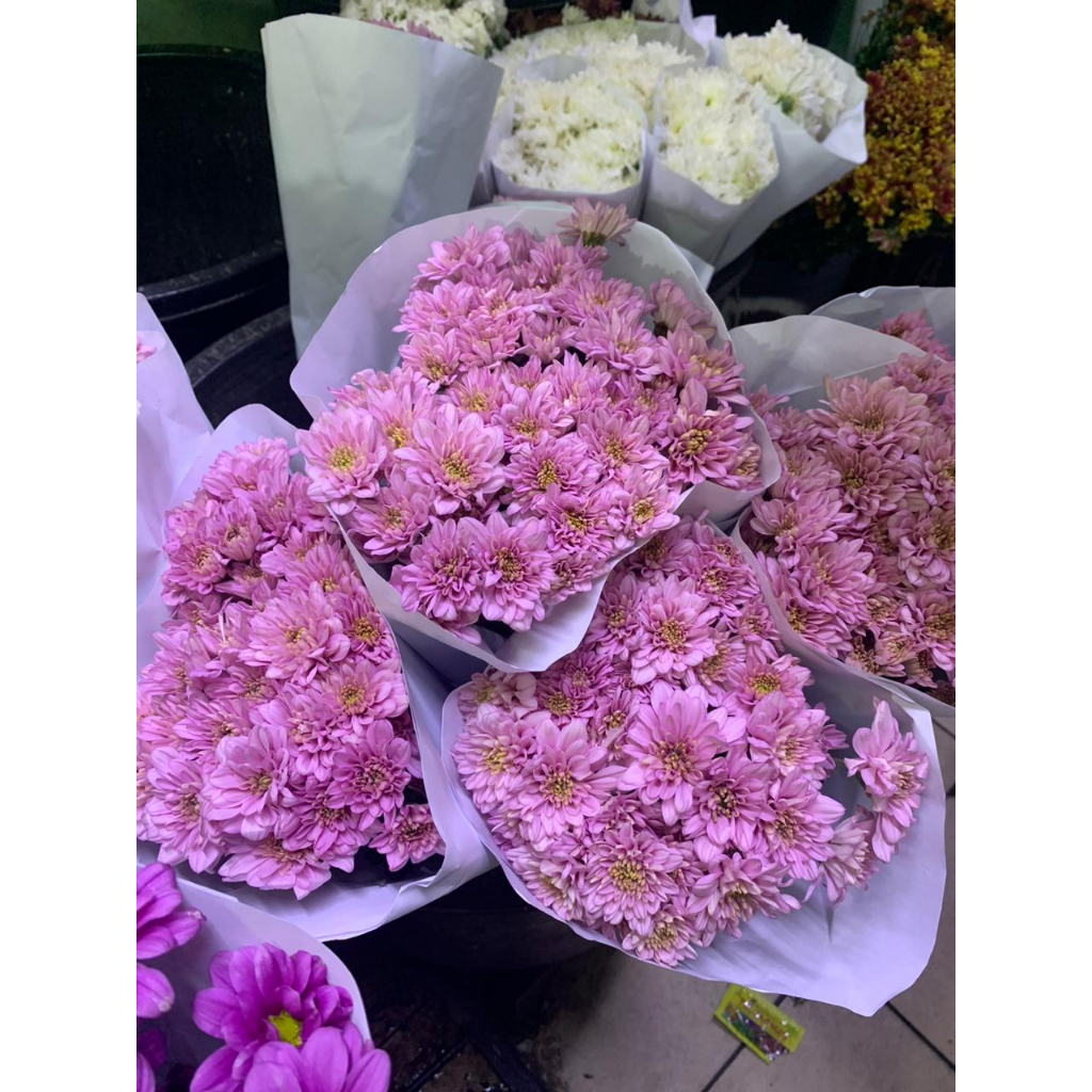 Jual BUNGA ASTER POTONG JIMLA FRESH/ASLI MURAH JAKARTA | Shopee Indonesia