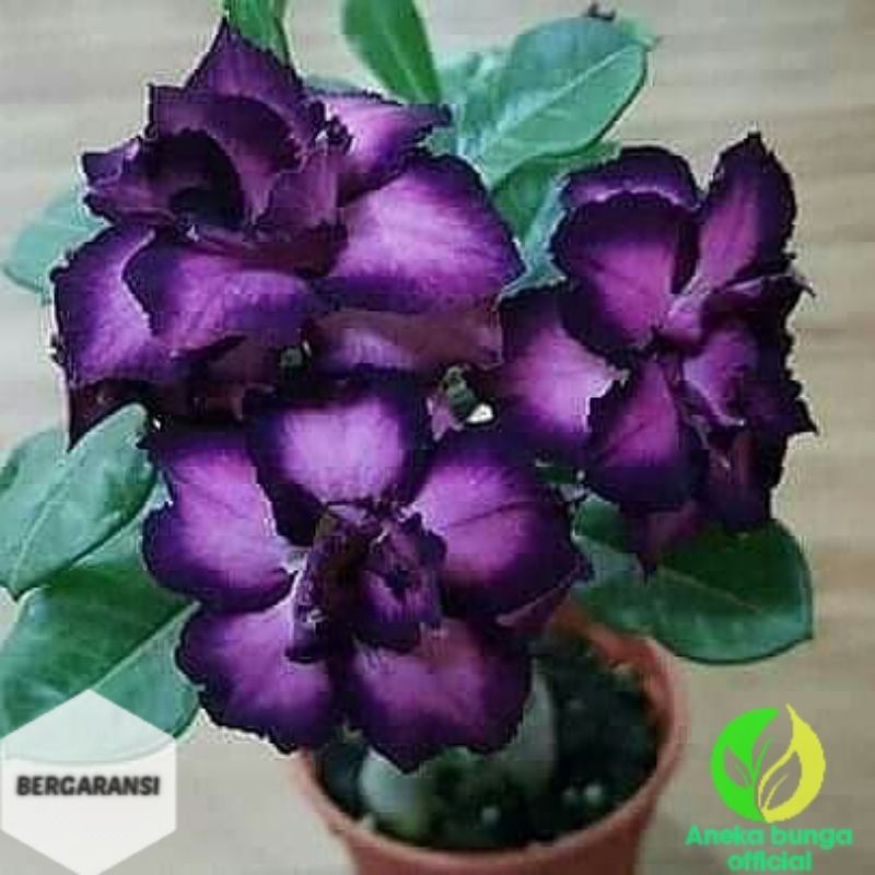 Jual Adelonz Tanaman Hias Bunga Adenium Tumpuk Ungu / Bunga Kamboja ...
