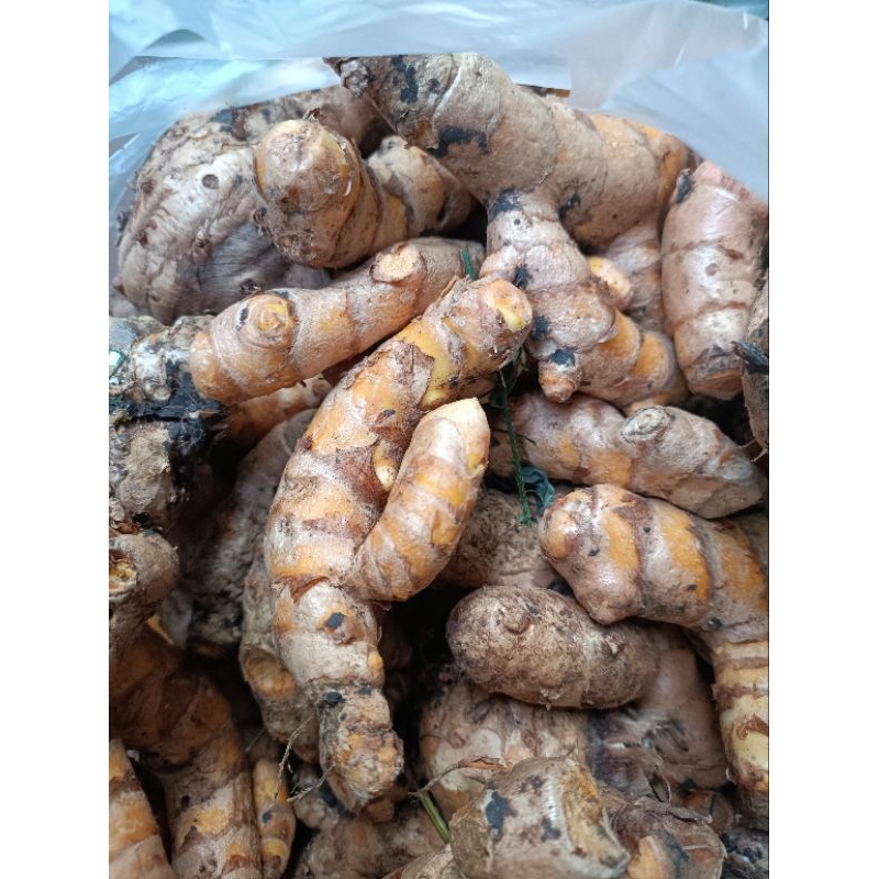 Jual Rimpang Temulawak Segar 1Kg | Shopee Indonesia