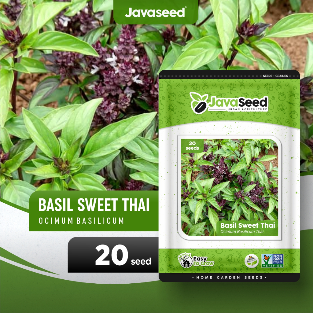 Jual JAVASEED - Benih Daun Basil Hijau Green Basil Sweet Thai 20 Benih ...
