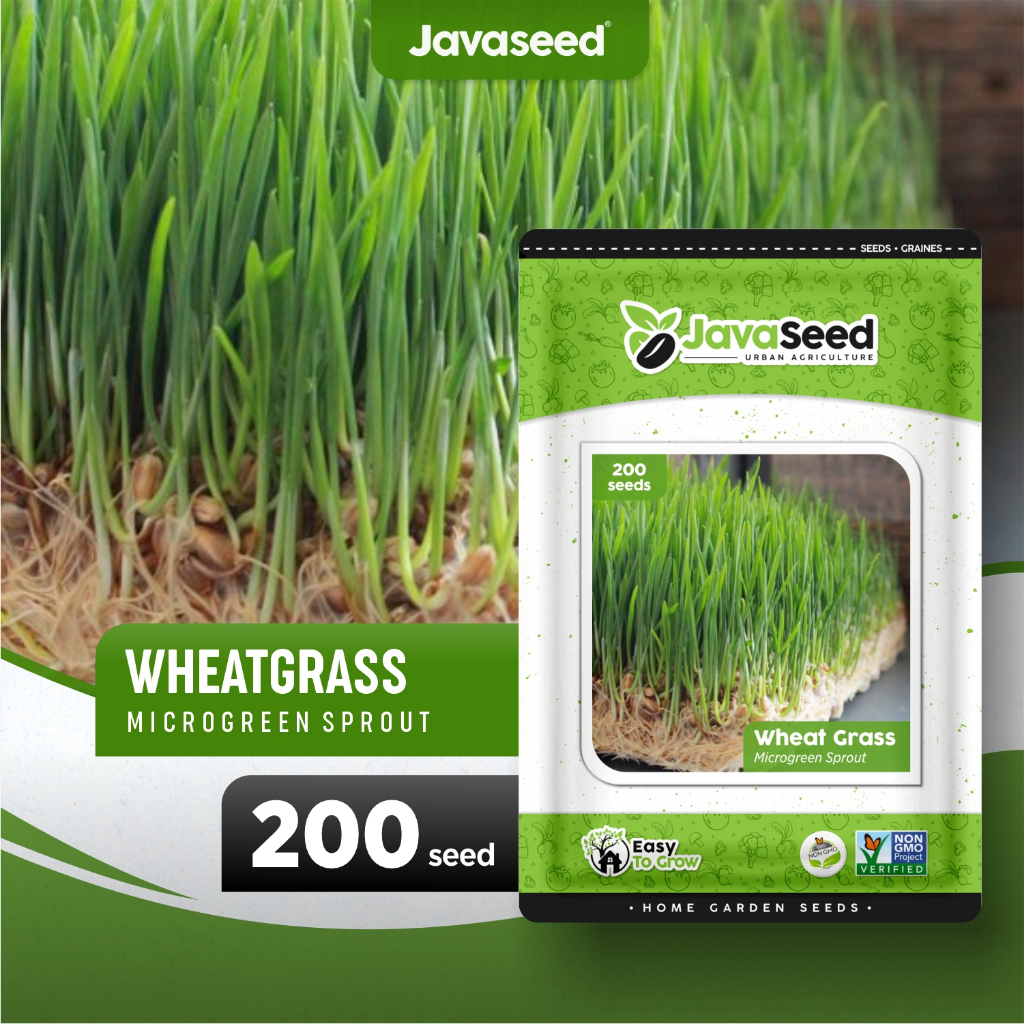 Jual JAVASEED - Benih Microgreen Rumput Gandum Durum Wheat Grass 200 ...